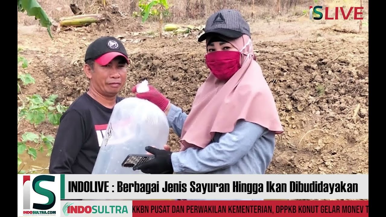 INDOSULTRA LIVE: Anggota DPRD Konut Ini Aktif Bertani, Hasil Melimpah, Ratusan Masyarakat ...